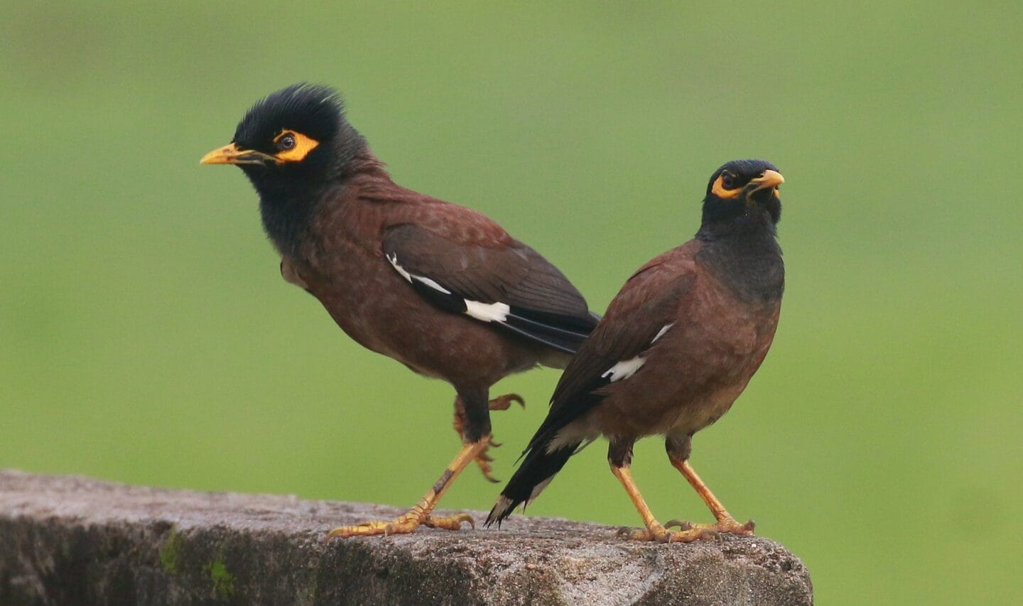 Evolution of the human brain