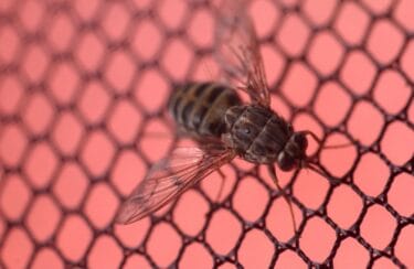 What is African sleeping sickness?
