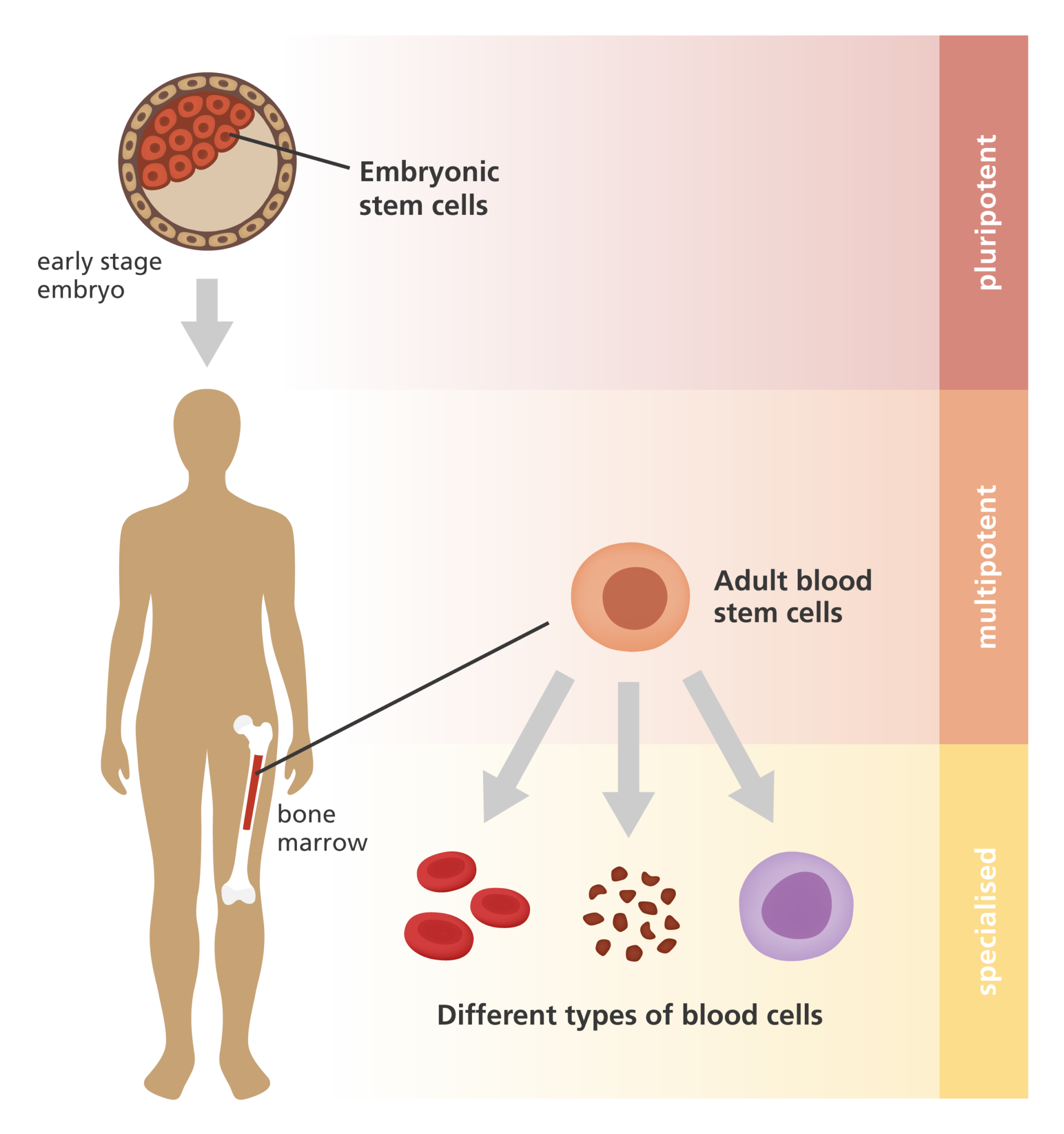What is a stem cell?