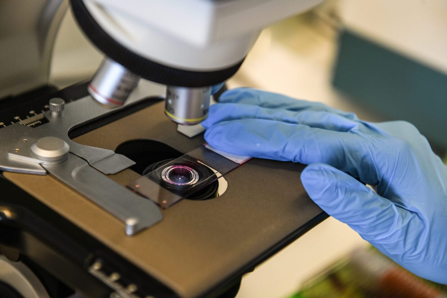 How are stem cells used in research and medicine?