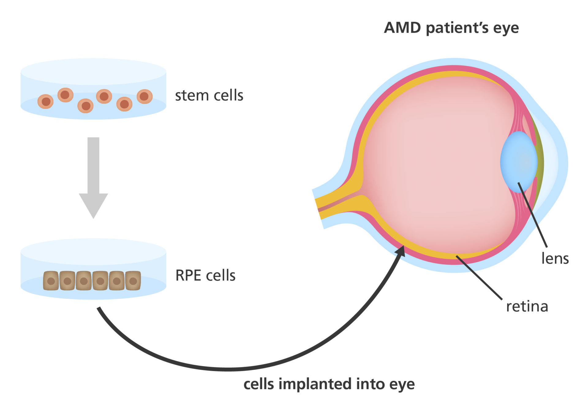 How are stem cells used in research and medicine?