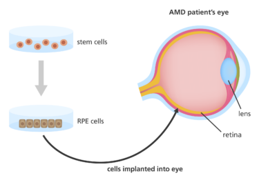 How are stem cells used in research and medicine?