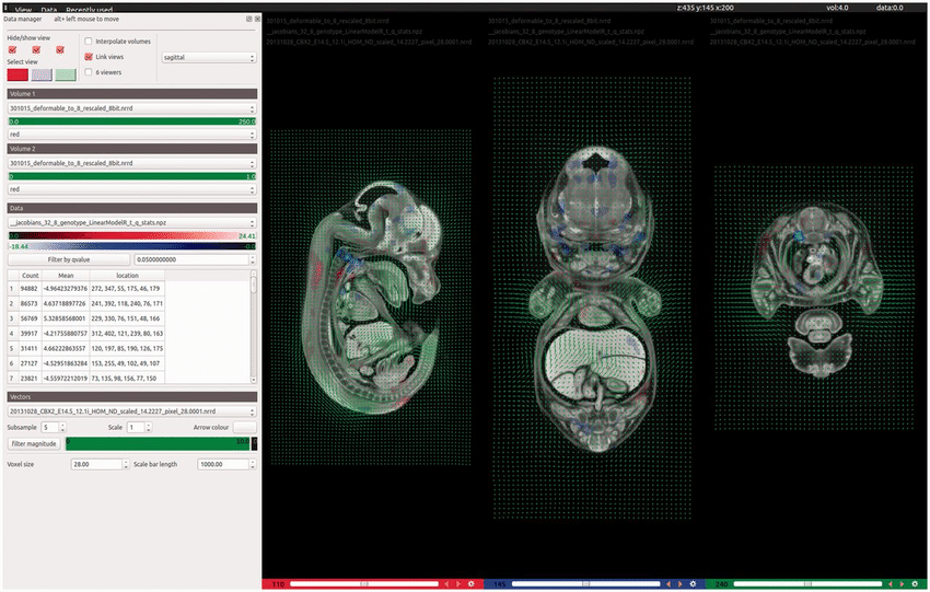 Model organisms: the mouse
