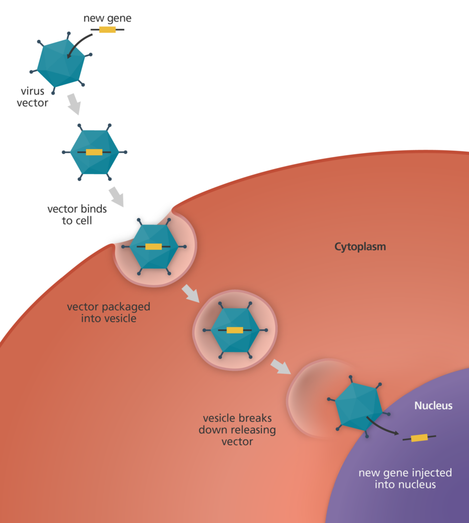 What is gene therapy?