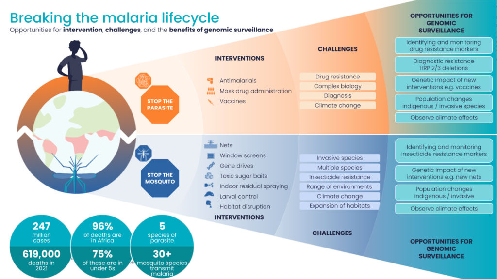 Malaria: the search for a vaccine