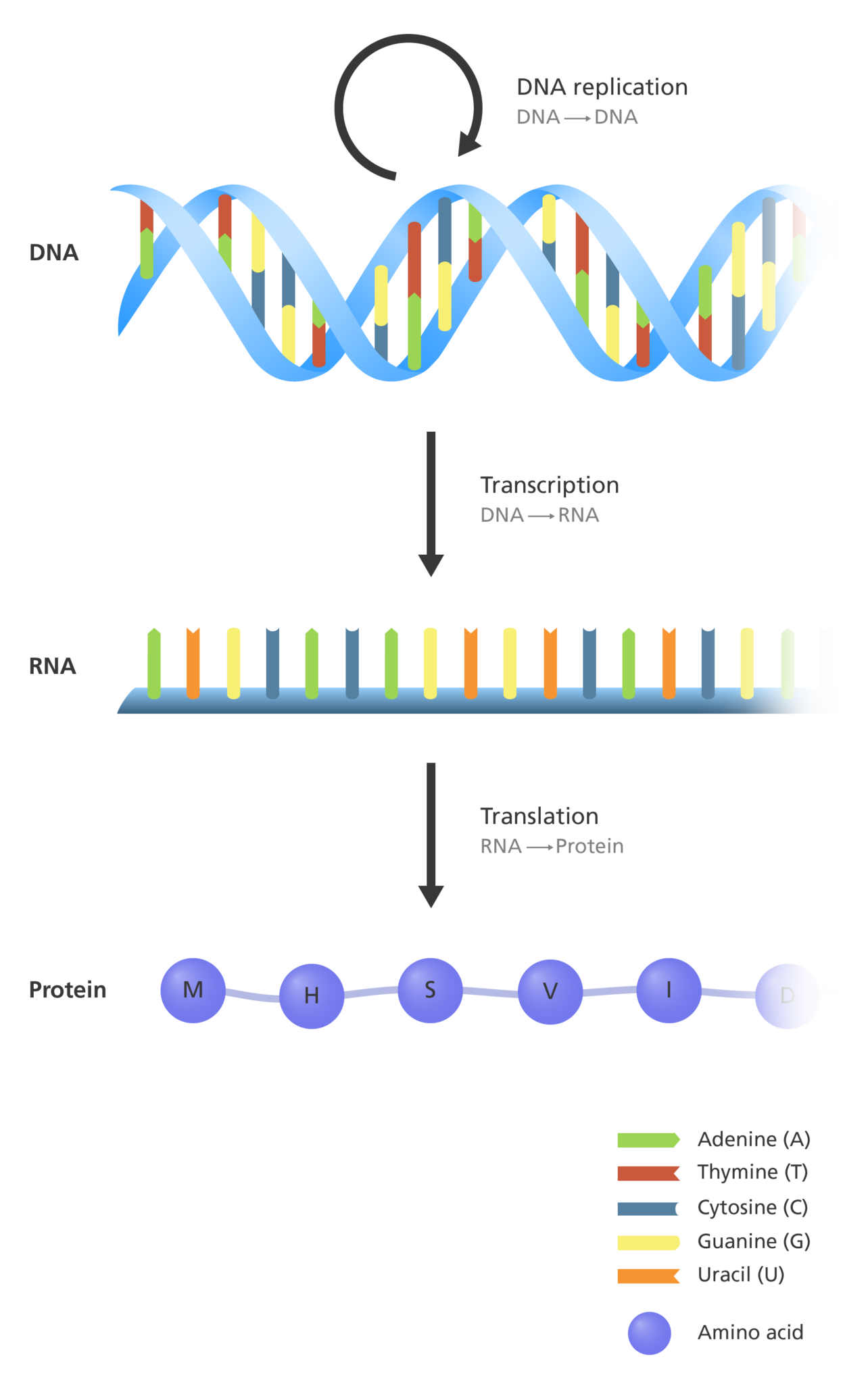 How is DNA turned into protein?