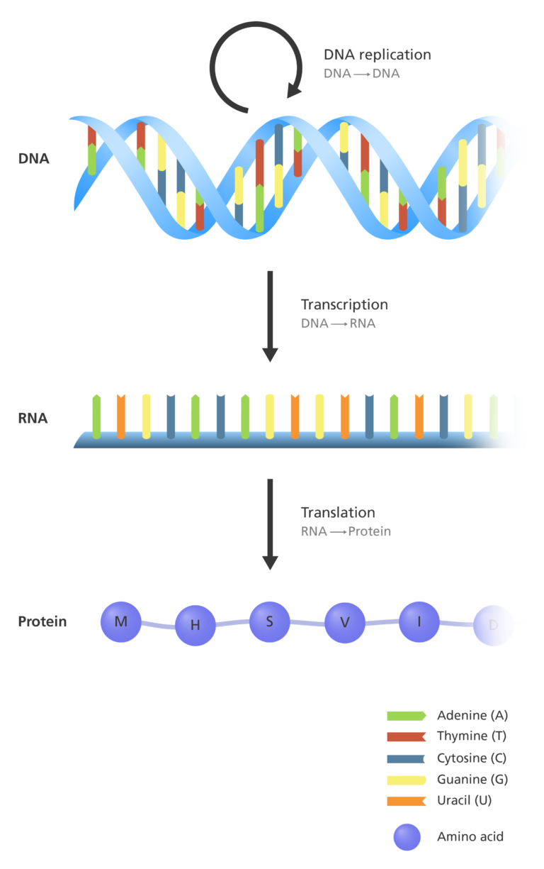 How is DNA turned into protein? The Central Dogma of Molecular Biology