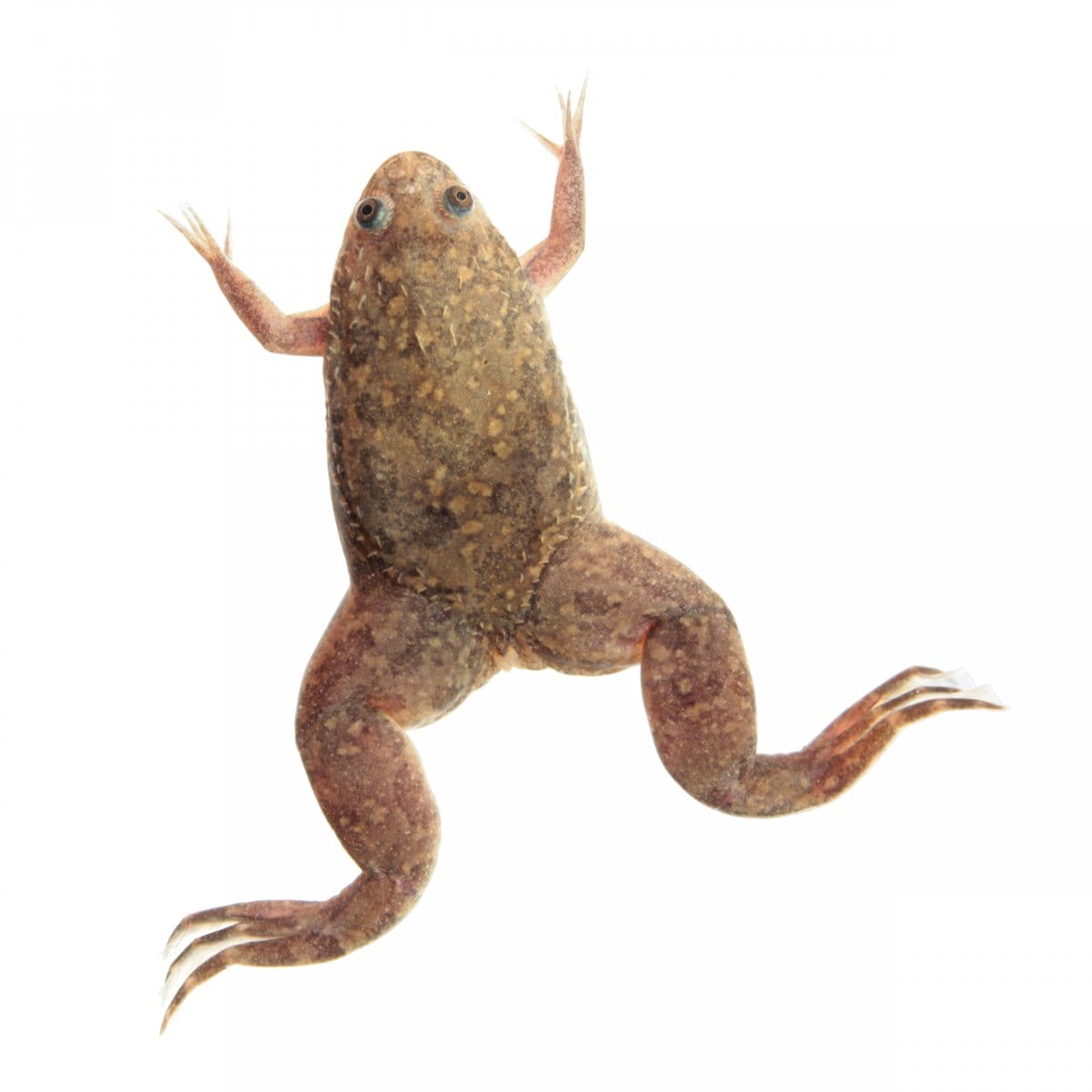 Model organisms: the clawed frog