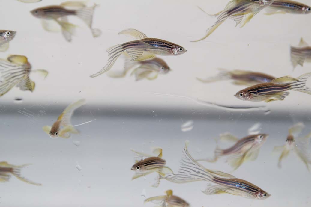 Tiny fish, big splash: the story of the zebrafish