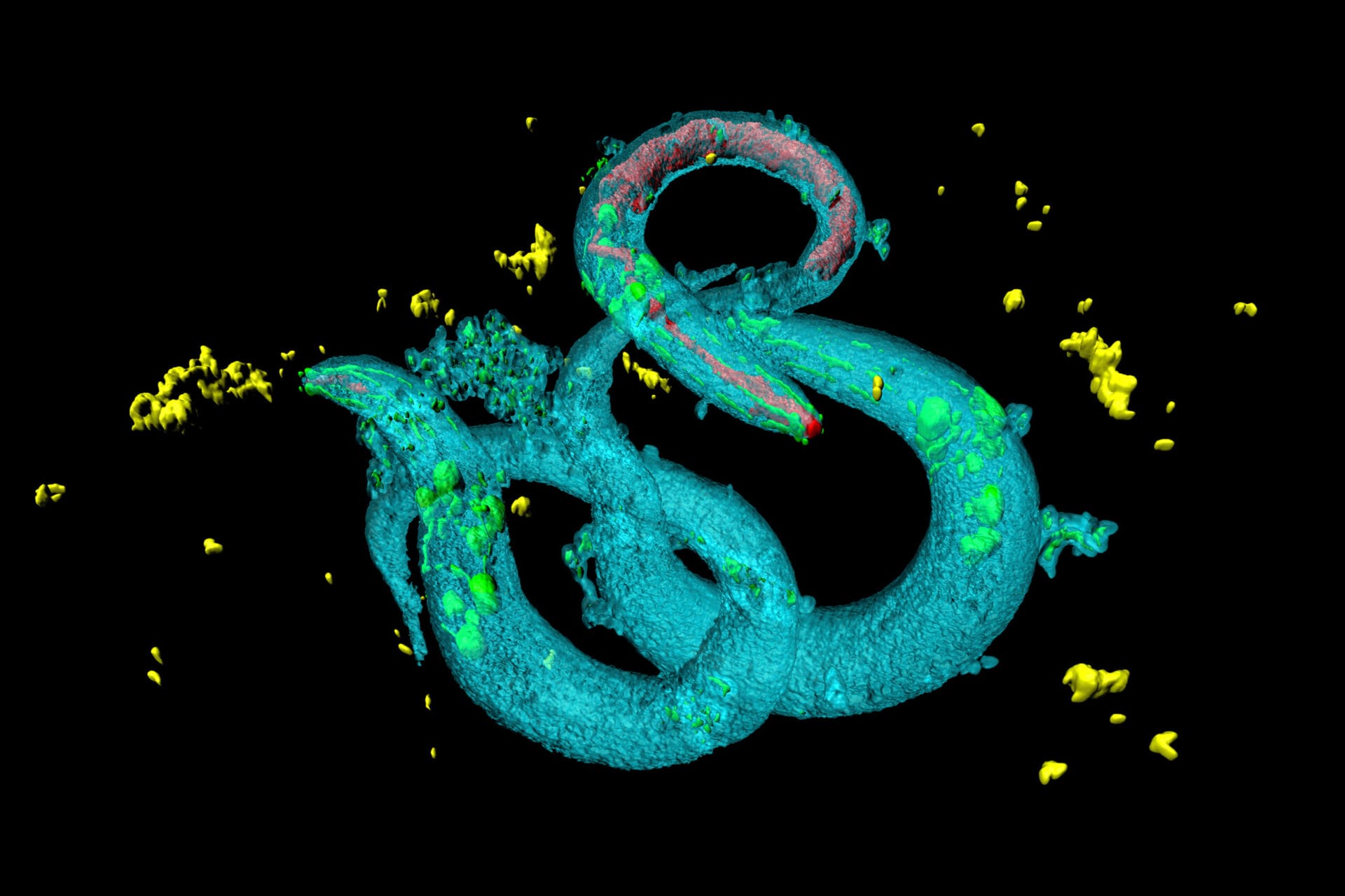 C elegans : the early worm gets the sequence
