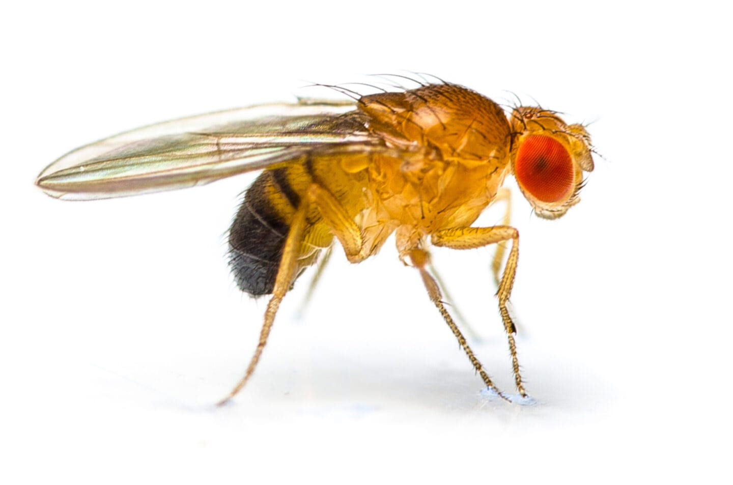 Fruit flies in the laboratory