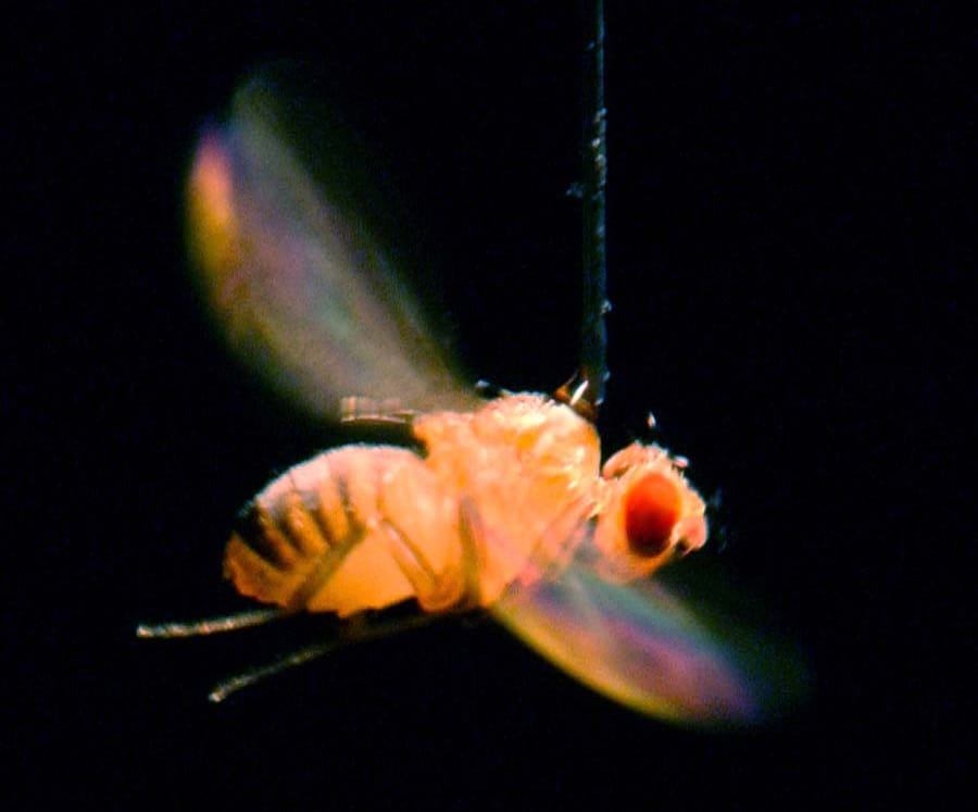 Fruit flies in the laboratory