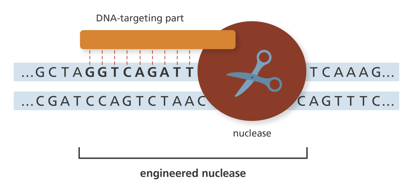 The evolution of genome editing tools