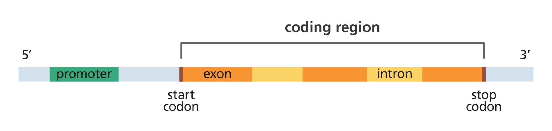 Post-sequencing: sequence annotation