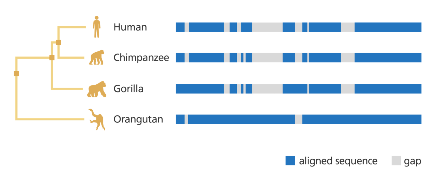 Post-sequencing: sequence comparisons
