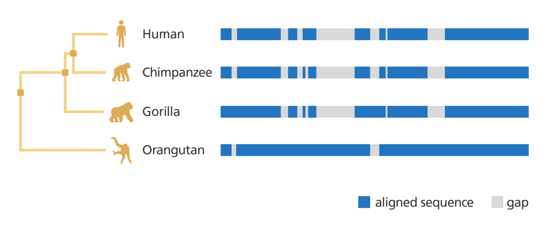 Post-sequencing: sequence comparisons