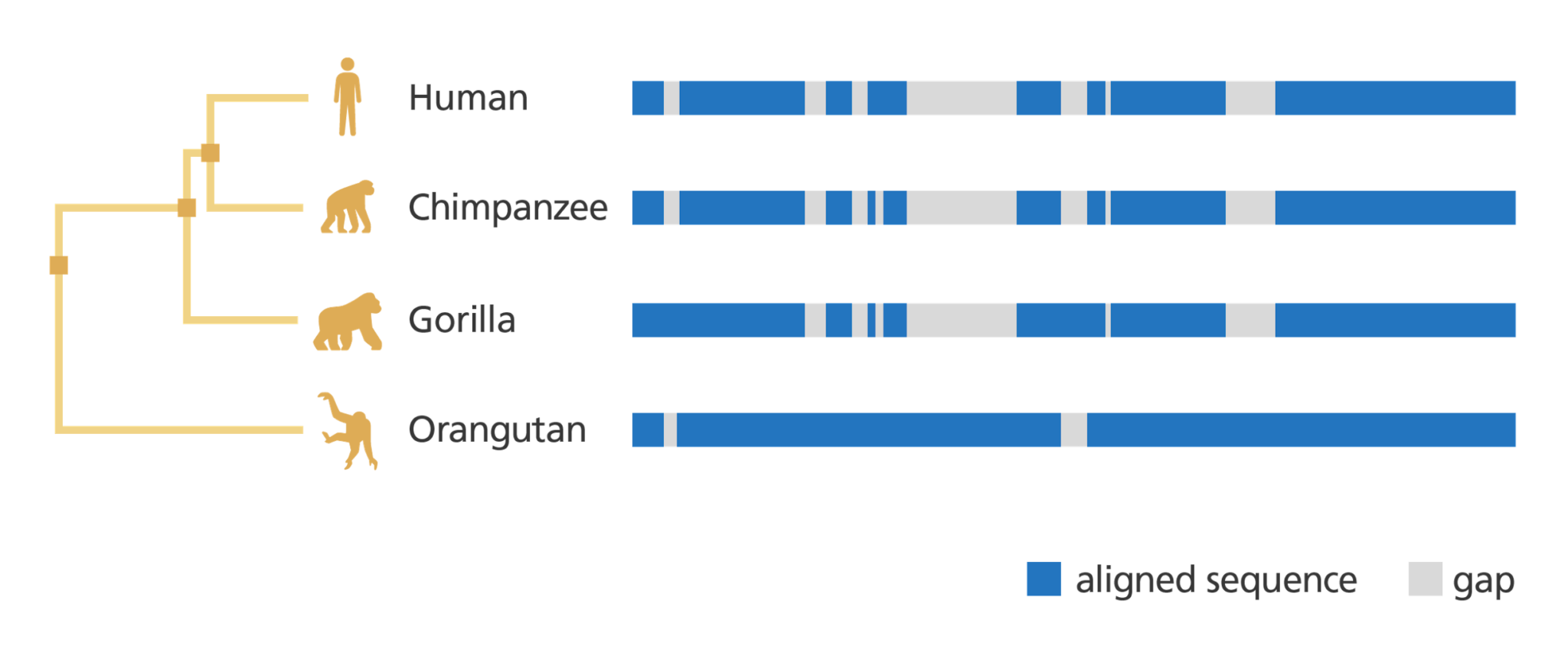 Post-sequencing: sequence comparisons