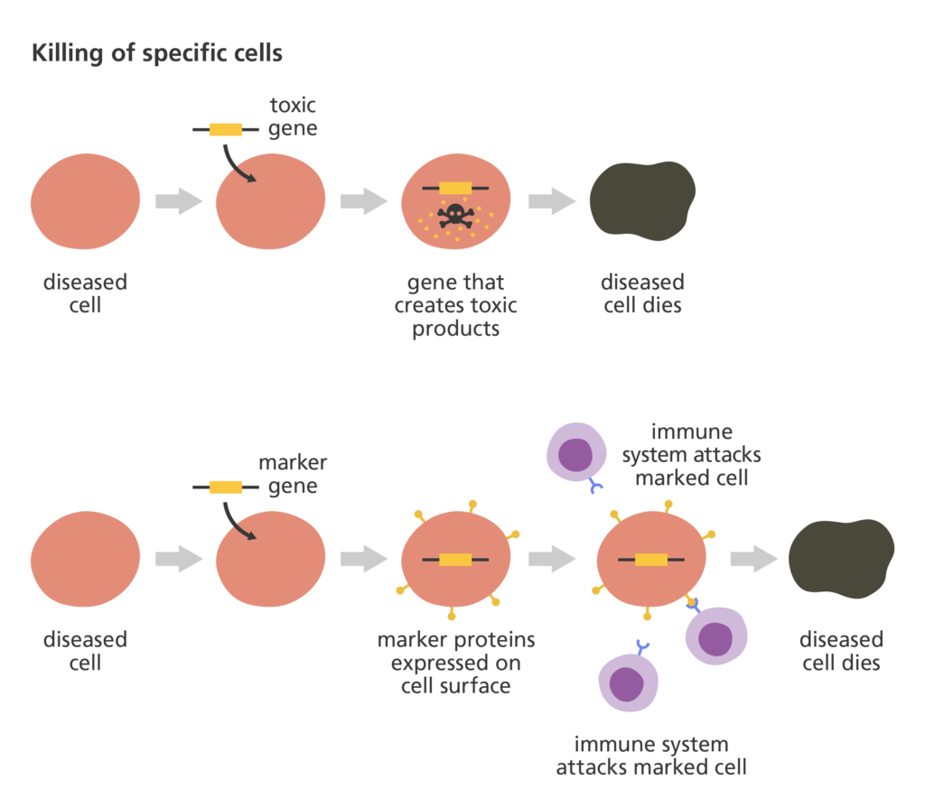 What is gene therapy?