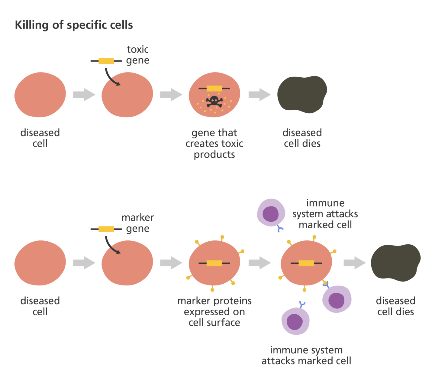 What is gene therapy?