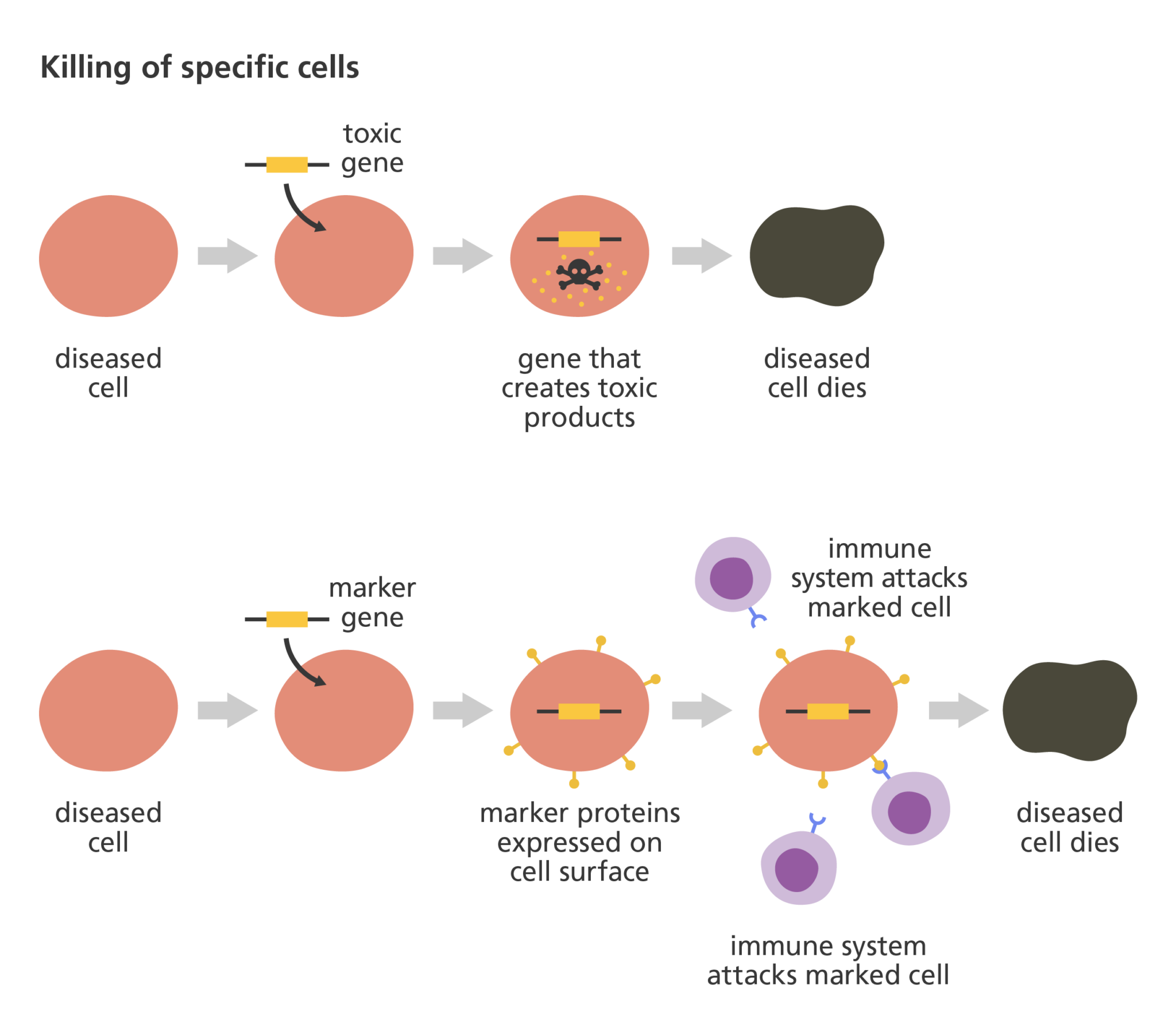 What is gene therapy?