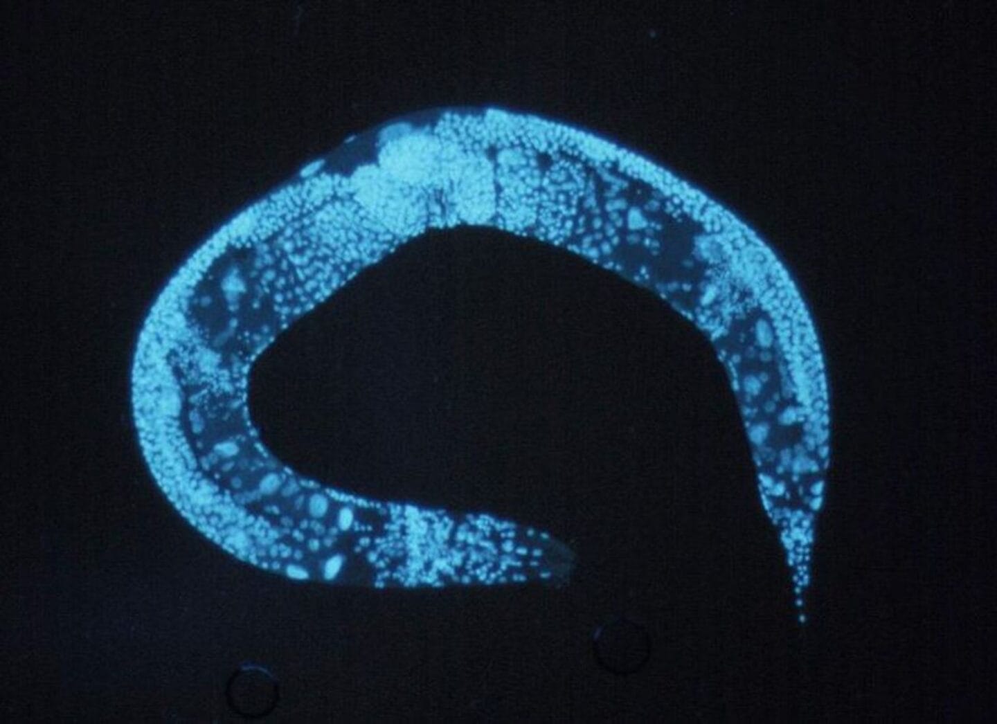 The pilot project for the Human Genome Project: sequencing C. elegans