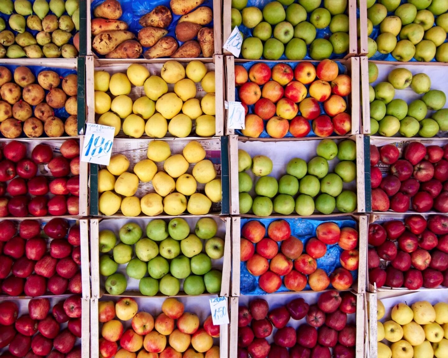 What is selective breeding?