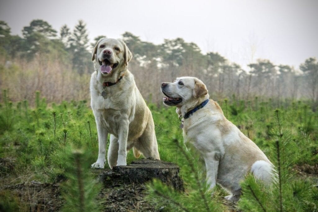 What is selective breeding?