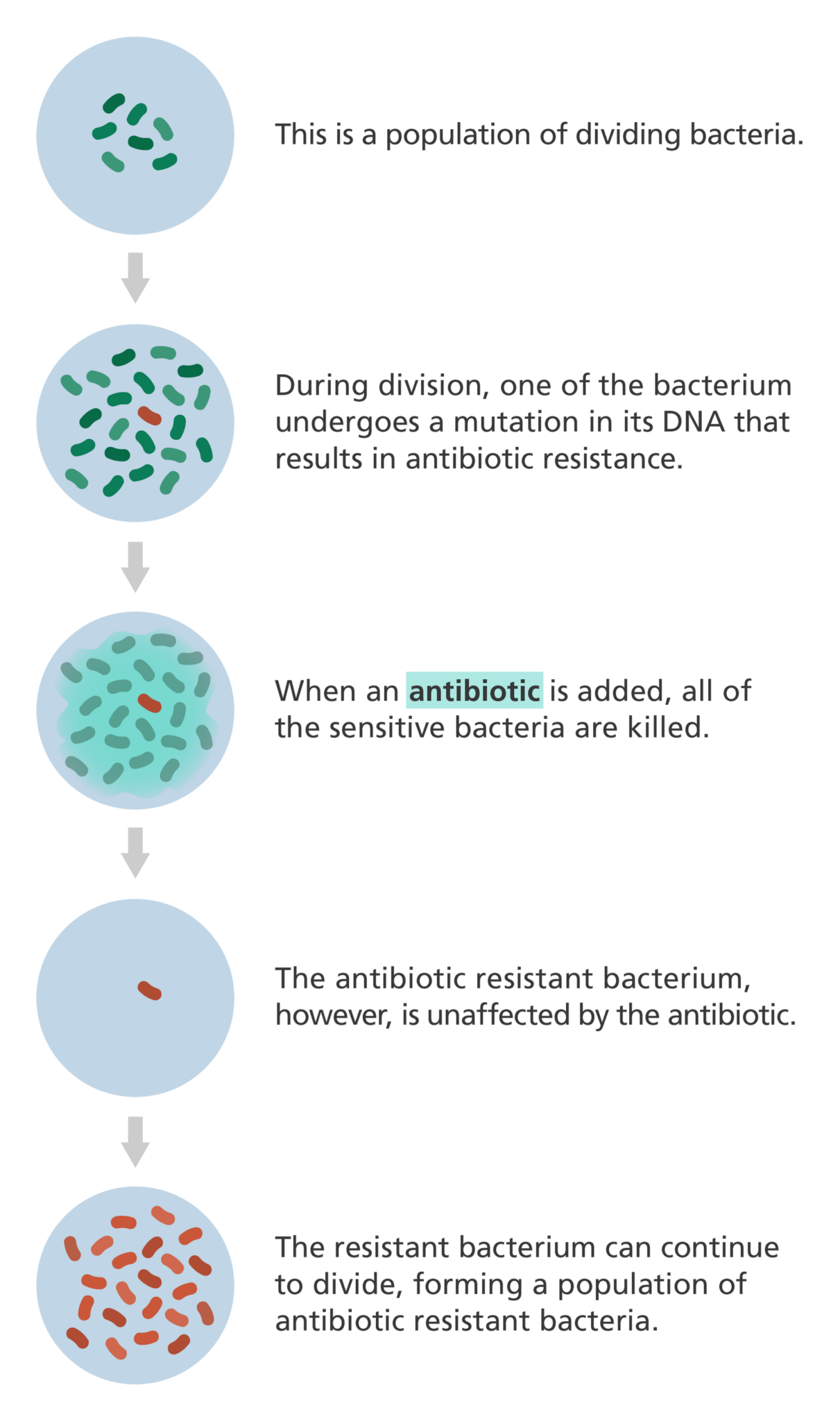 What is antibiotic resistance?