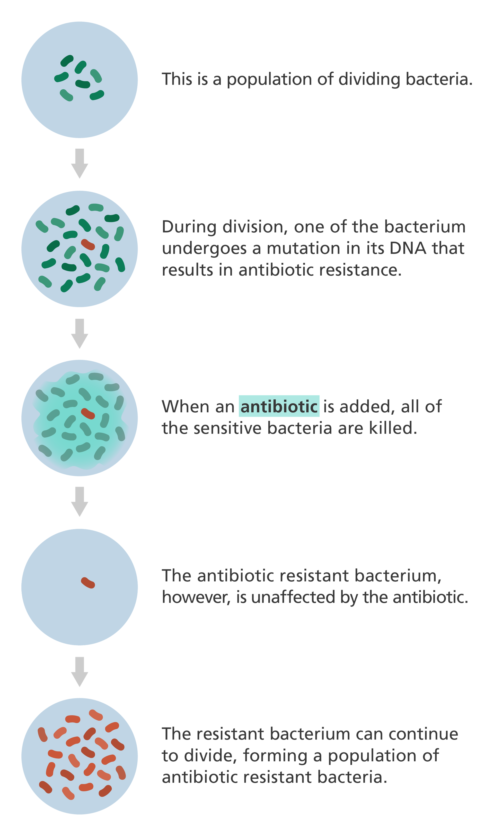 What is antibiotic resistance?