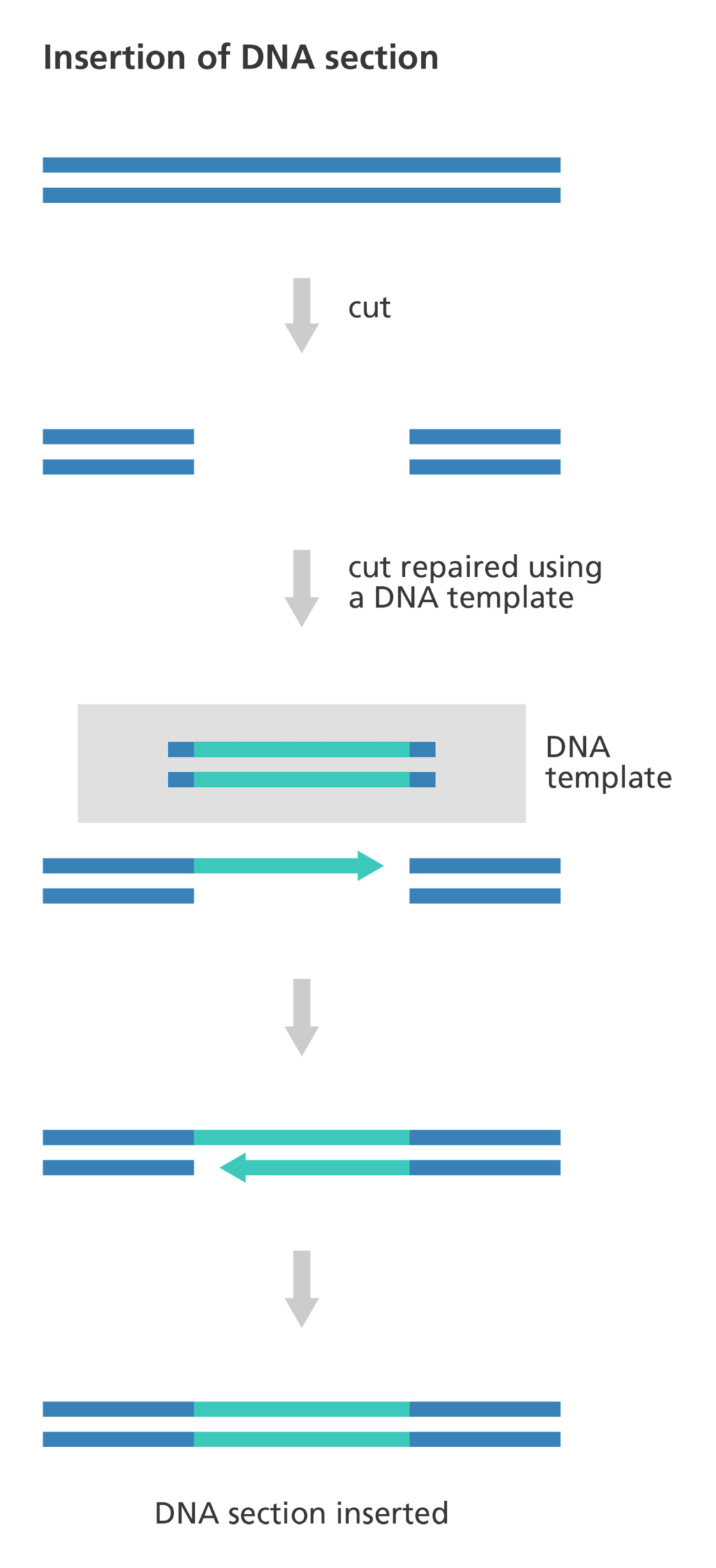 Types of genome edits