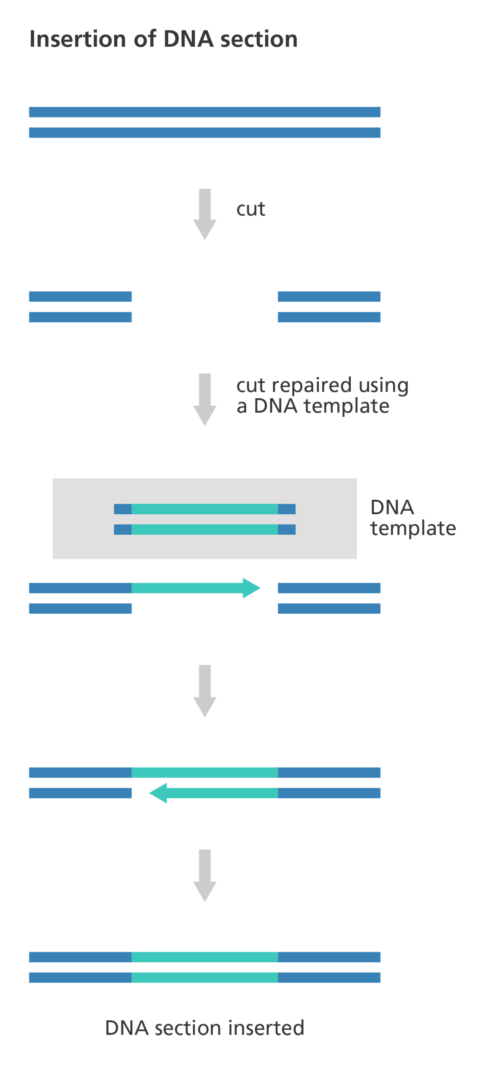 Types of genome edits