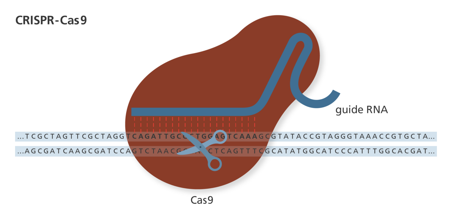 How do we use CRISPR gene editing to study diseases?