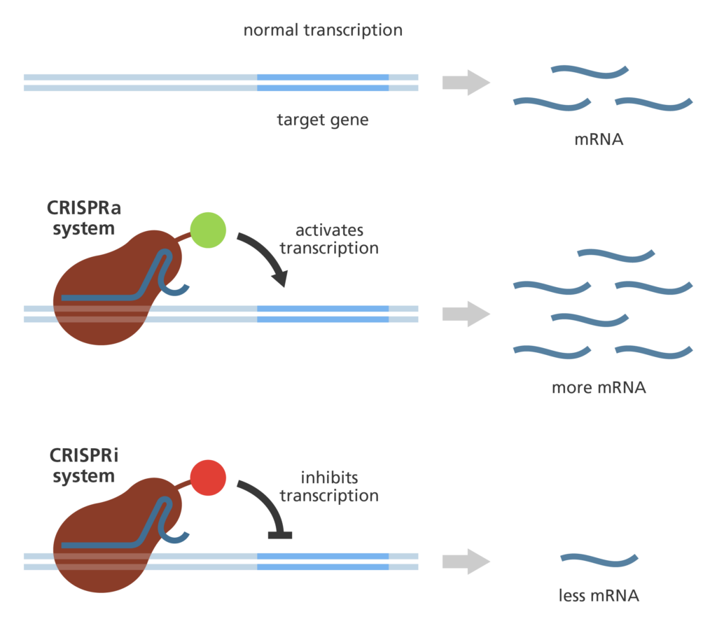How do we use CRISPR gene editing to study diseases?