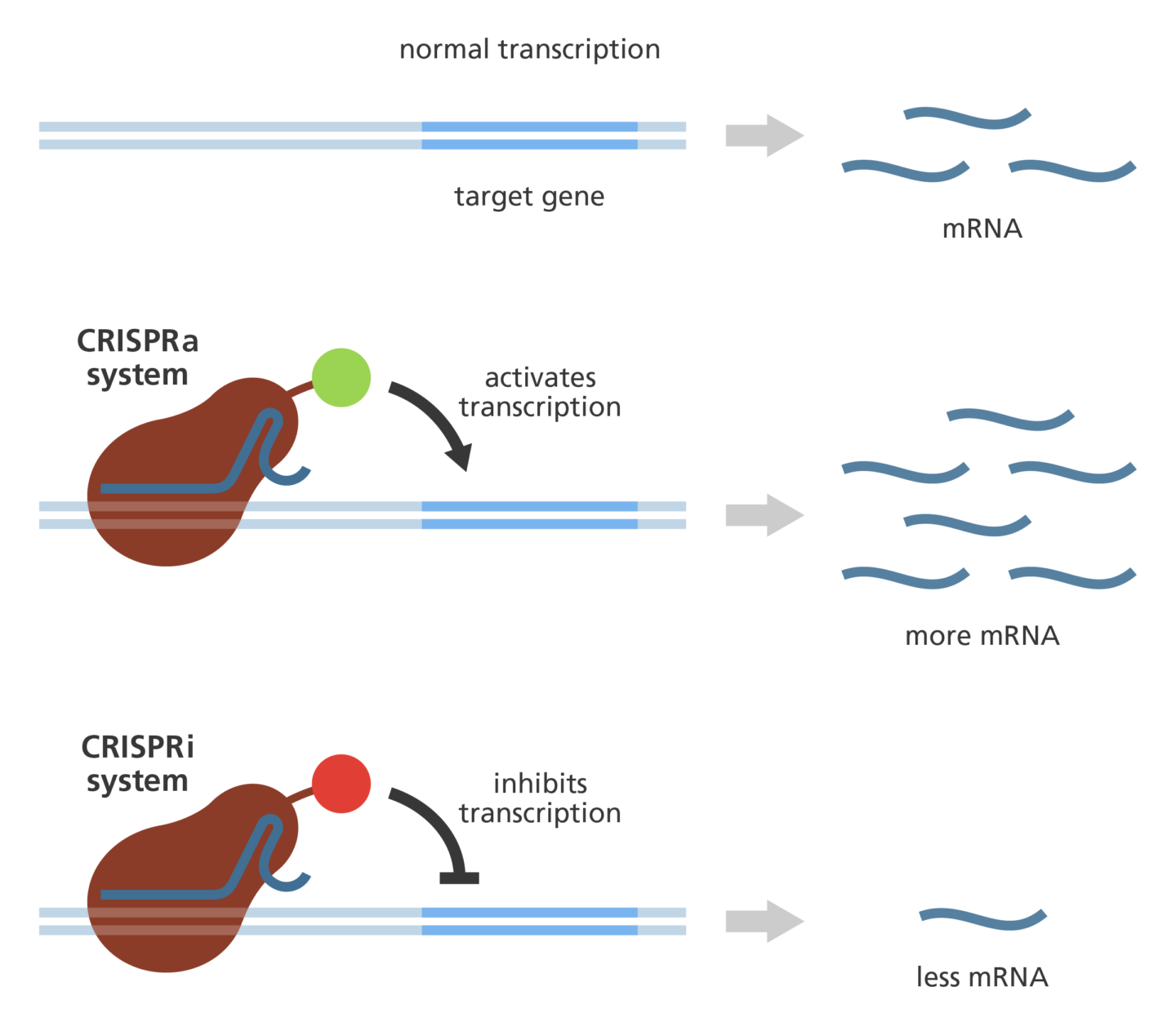 How do we use CRISPR gene editing to study diseases?