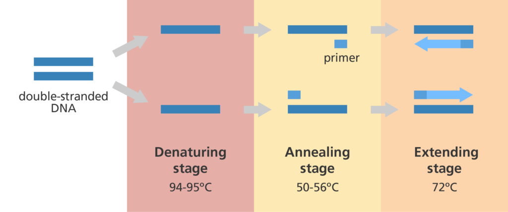 What is PCR (polymerase chain reaction)?