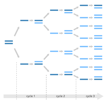 What is PCR (polymerase chain reaction)?