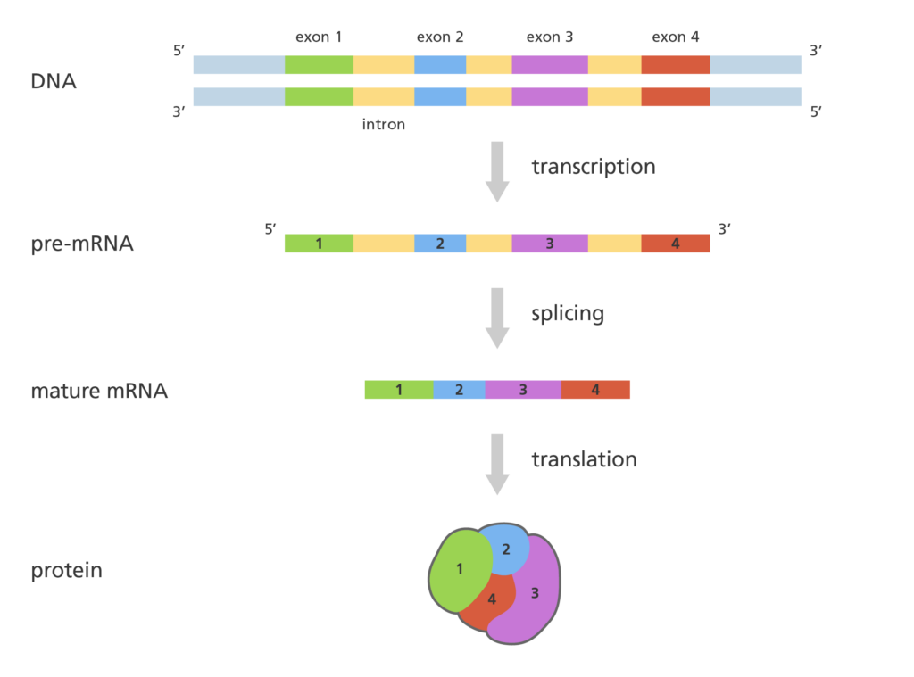 What Is RNA Splicing What Is RNA Splicing