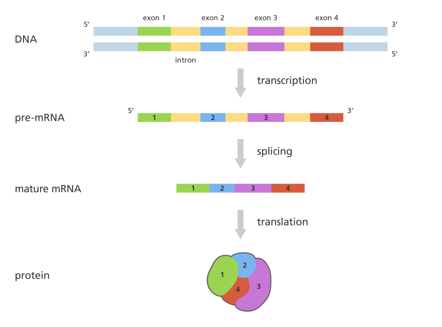 What is RNA splicing?