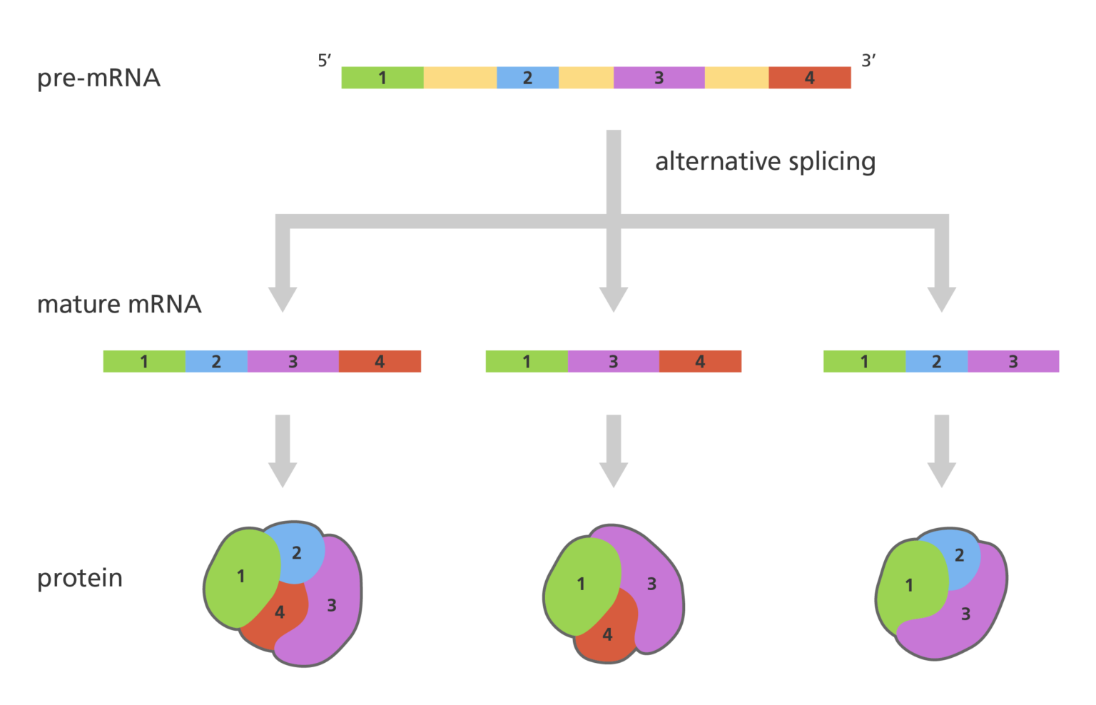 What is RNA splicing?