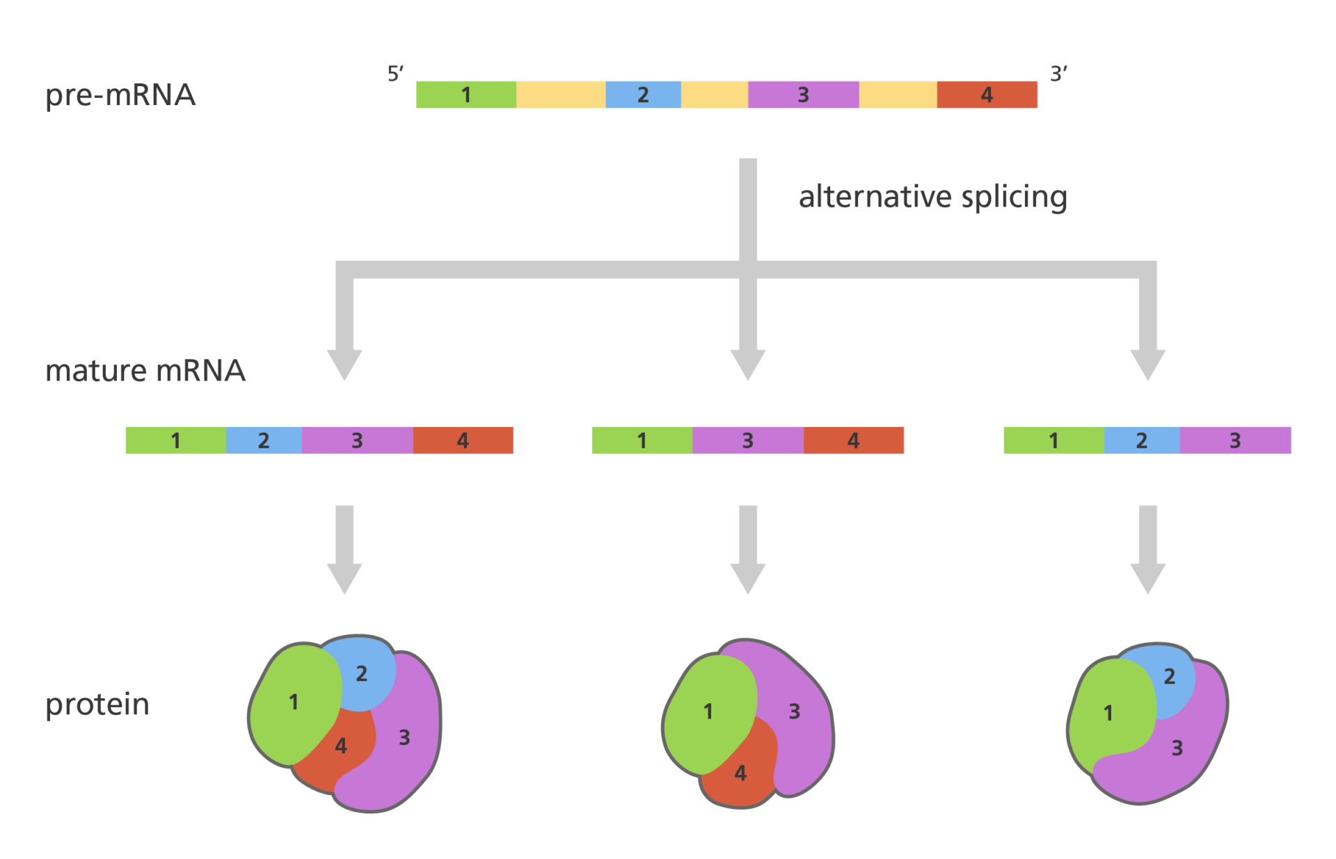 What is RNA splicing?