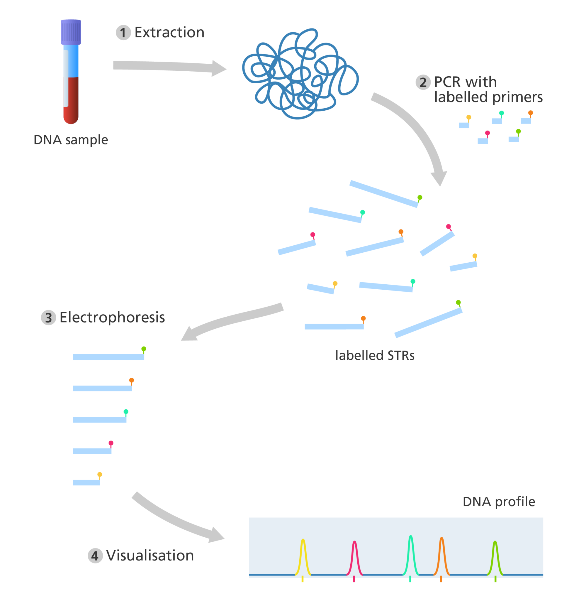 What is DNA profiling?