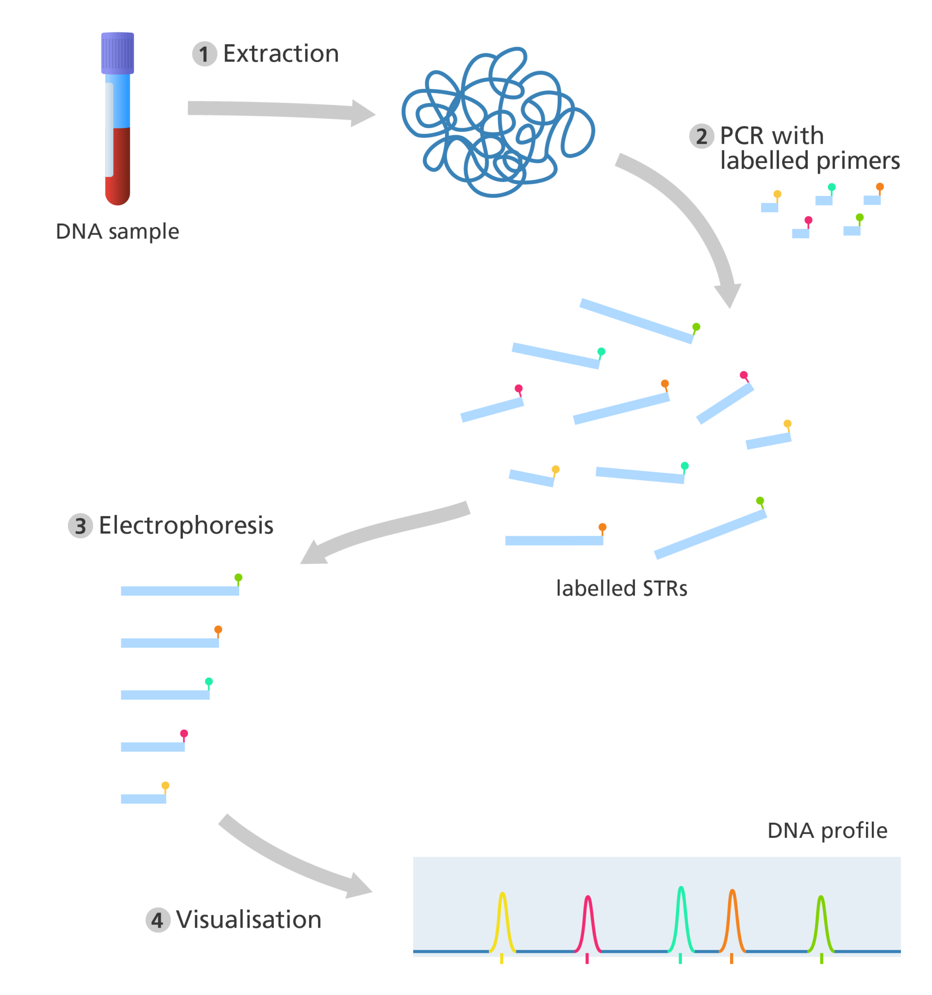 What is DNA profiling?