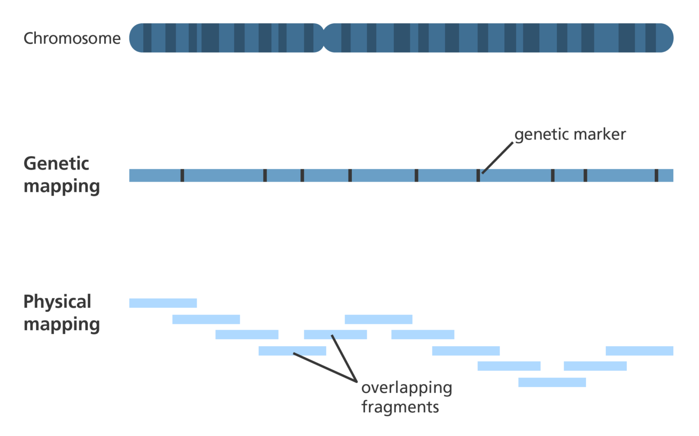 What is genome mapping?