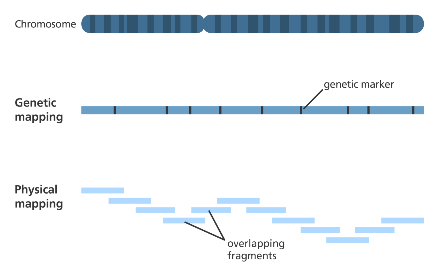 What is genome mapping?