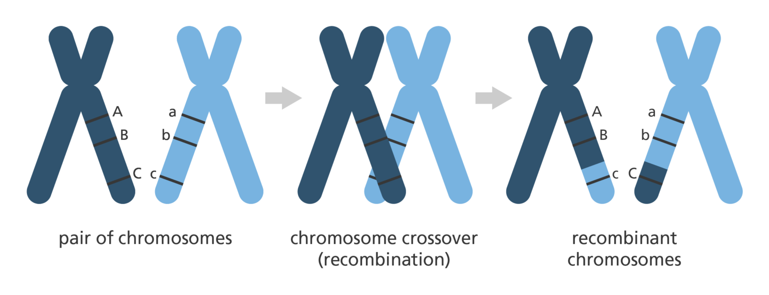 How do you map a genome?