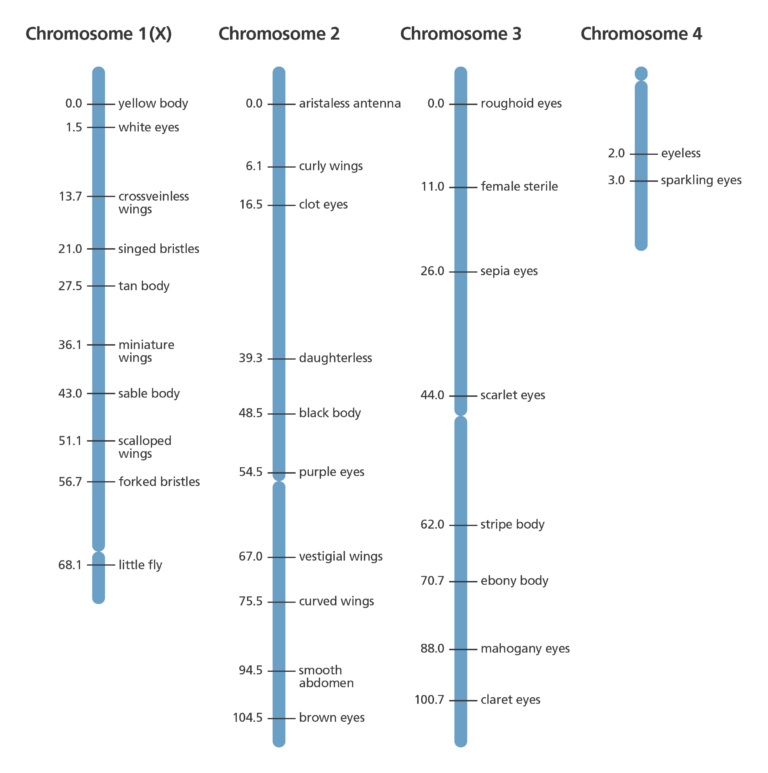 How do you map a genome?