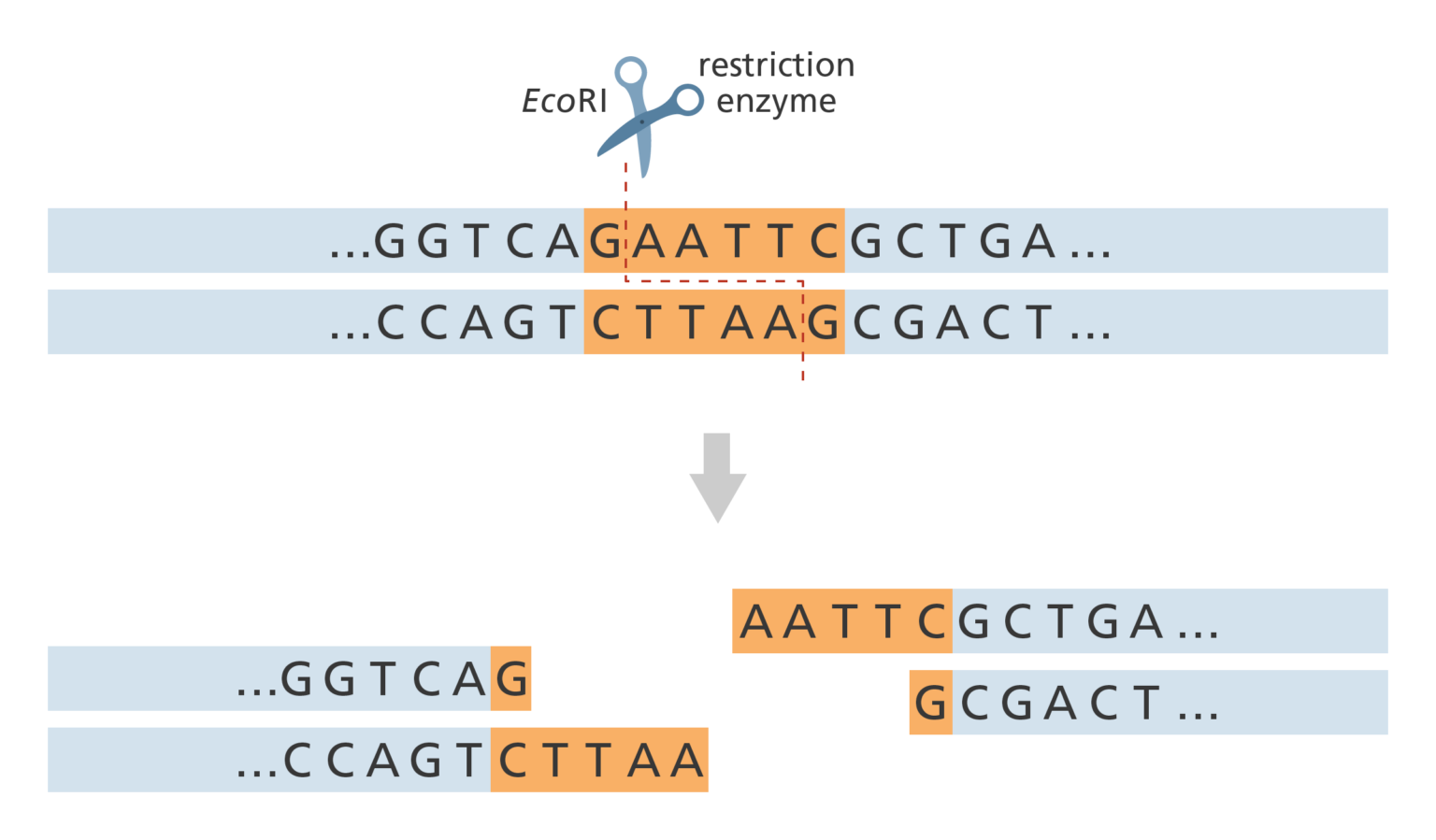 How do you map a genome?