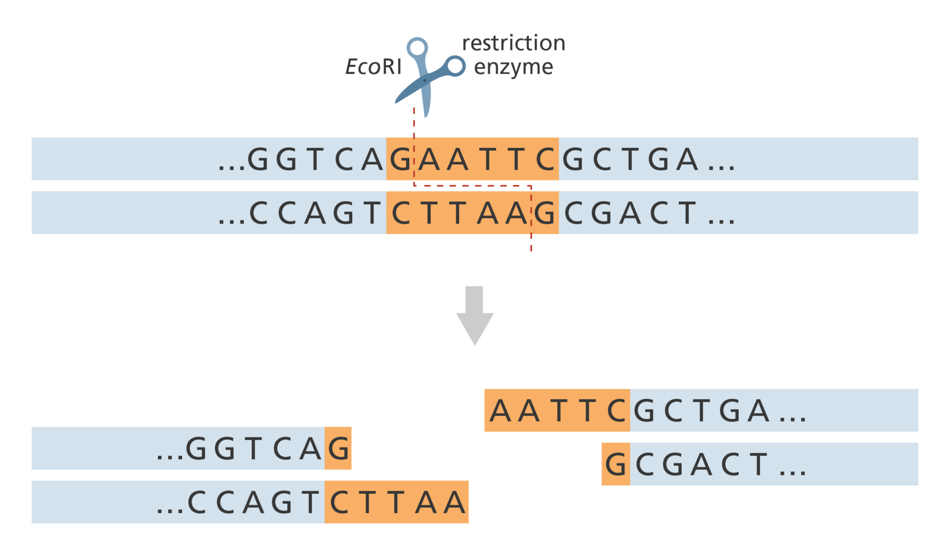 How do you map a genome?