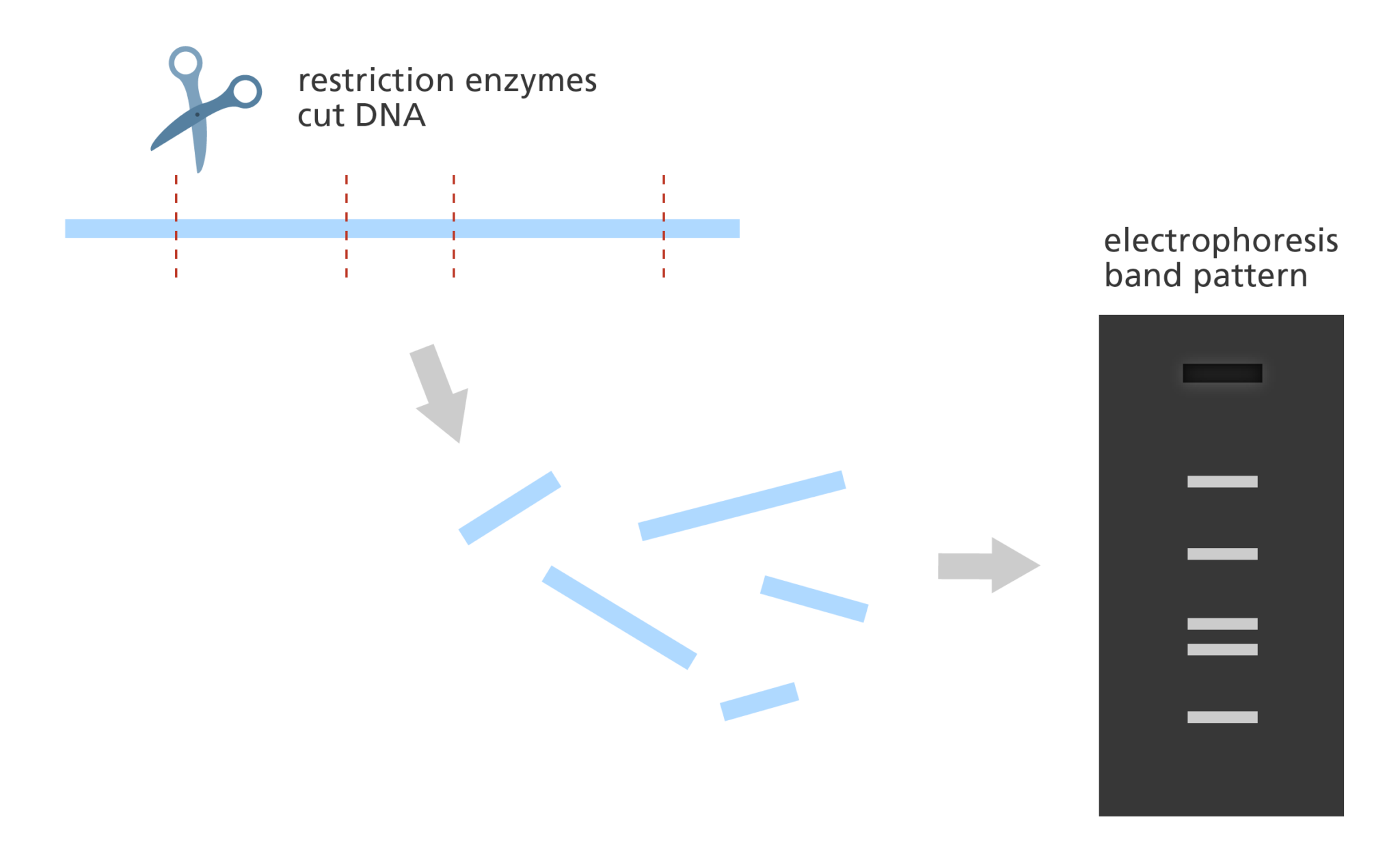 How do you map a genome?