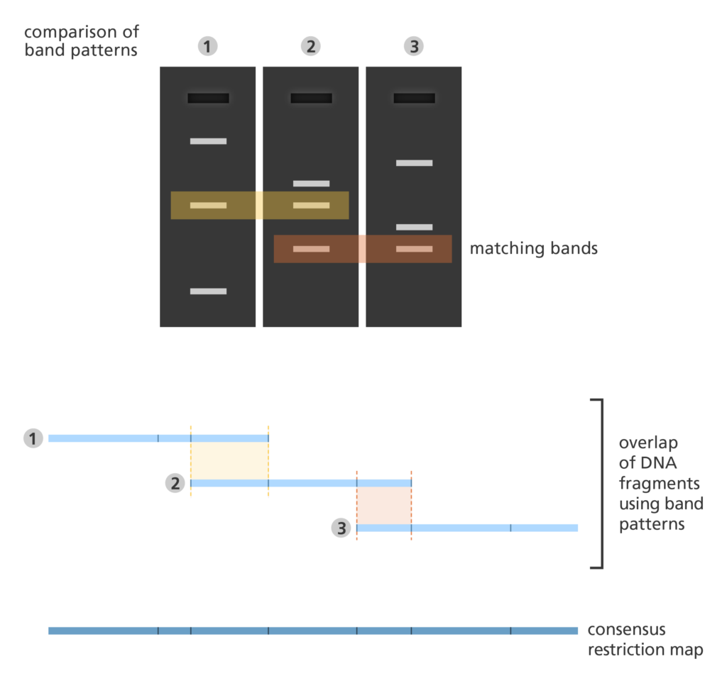 How do you map a genome?